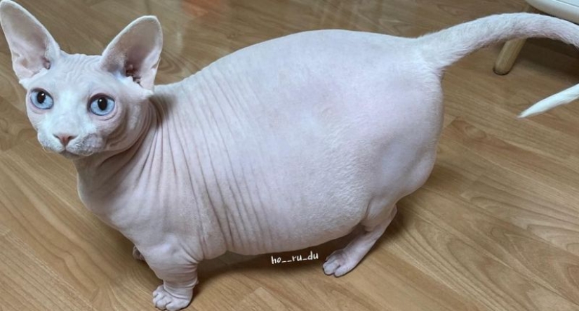 Fat sphinx Zhadu has become a favorite of users of social networks ...