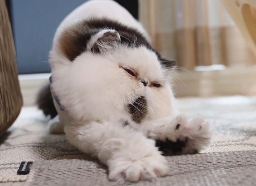 How a cat named Zuu became a new star - Pictolic