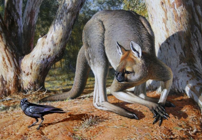 The hoofed kangaroo procoptodon is an extinct giant of Australia - Pictolic