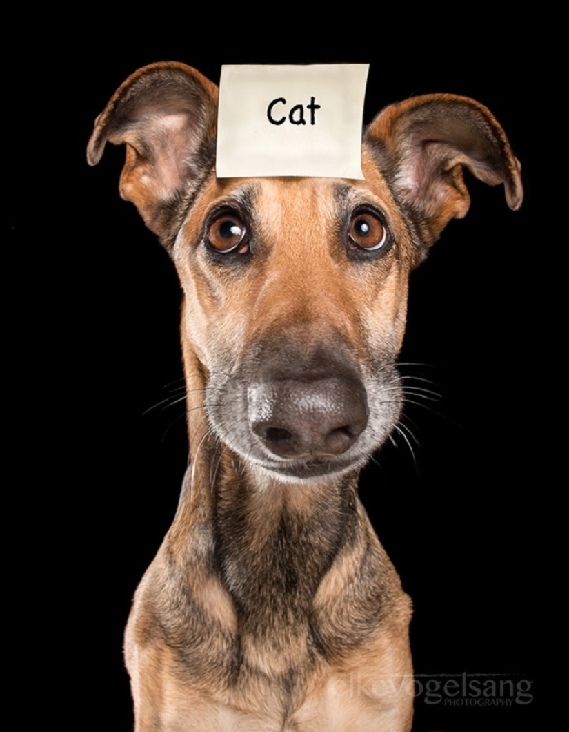 The most expressive dogs in the world by Elke Vogelslang - Pictolic