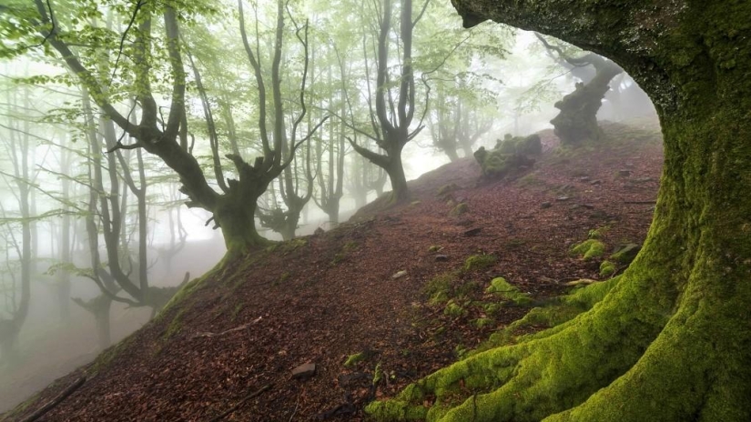 The mystical forest of the Basque Country - Pictolic