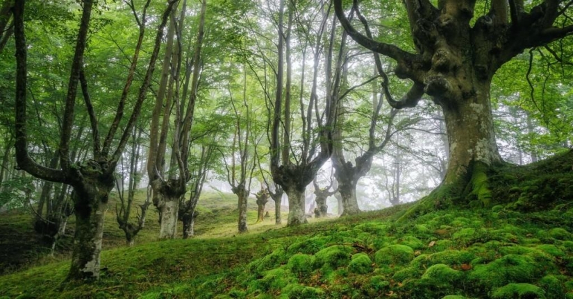 The mystical forest of the Basque Country - Pictolic