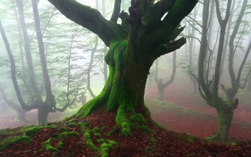 The mystical forest of the Basque Country - Pictolic