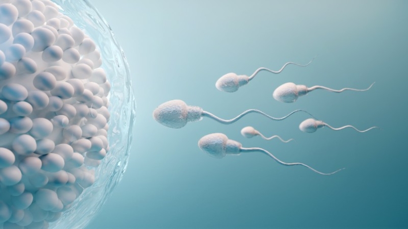 10 facts about human sperm - Pictolic